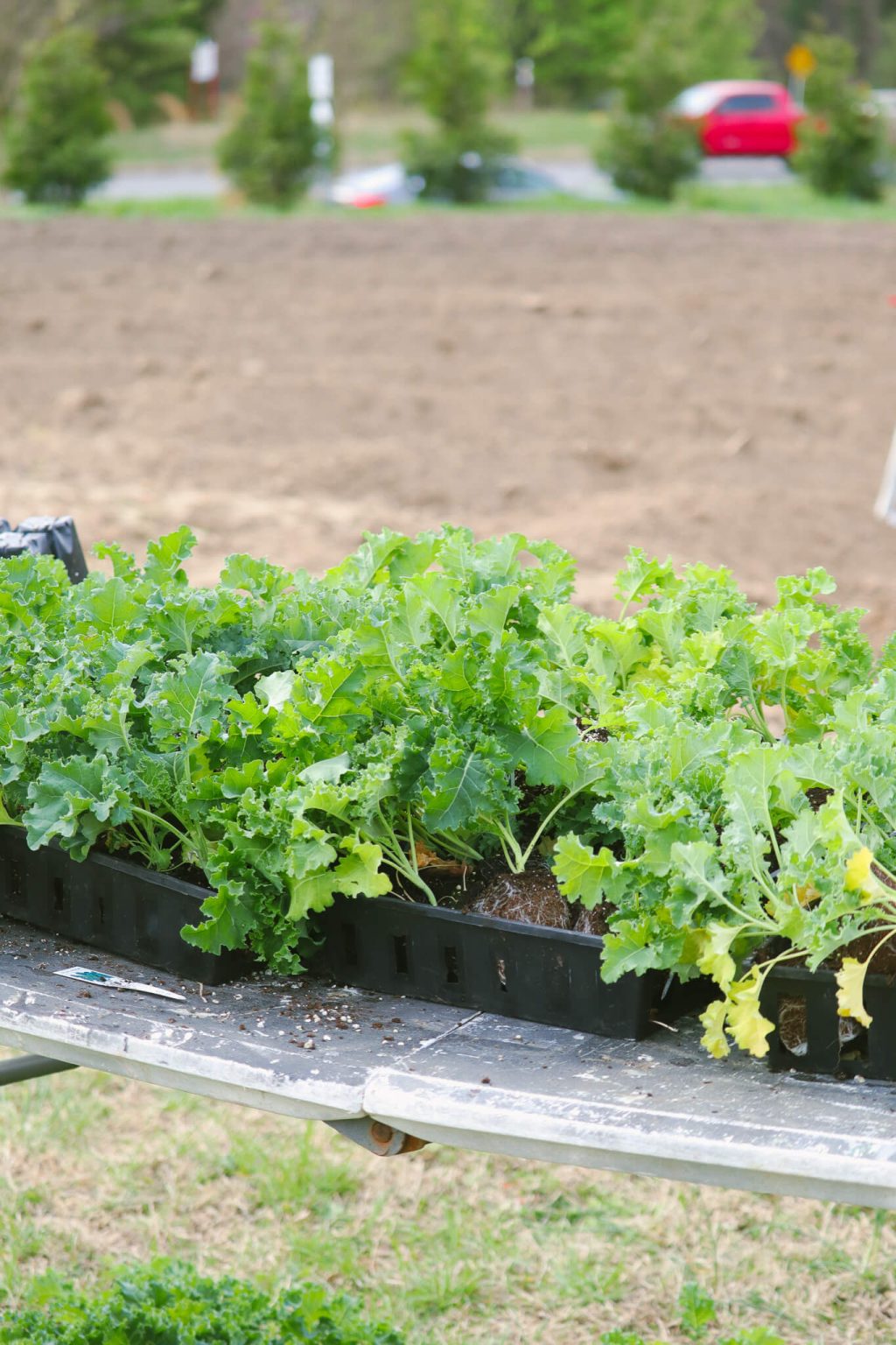 Farm to Table: Cook with Fresh Produce from the Mt. Gilead Farm – Mt ...